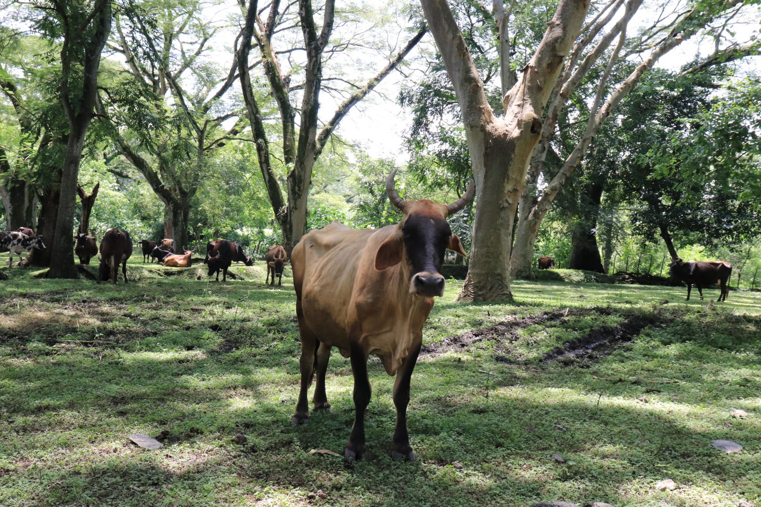 ISTA e IICA firman Acuerdo para la Construcción de la NAMA en Ganadería ...